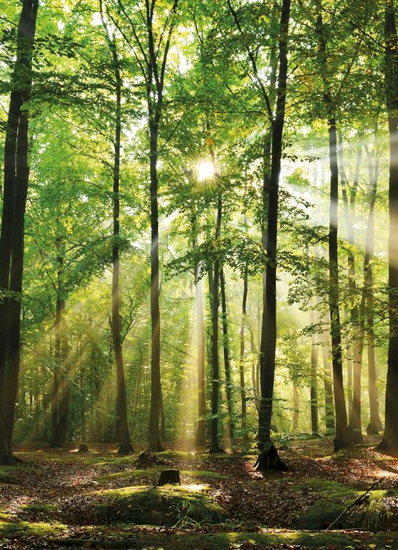 Premium cleaning wipes | dispensers included| wipe away